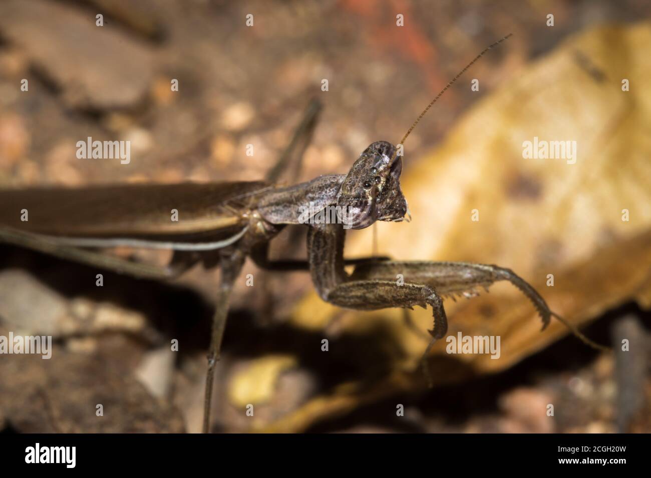 Brown and Grey Bark Mantis, South Africa Stock Photo - Alamy