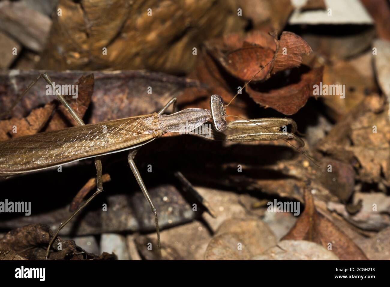 Brown and Grey Bark Mantis, South Africa Stock Photo - Alamy