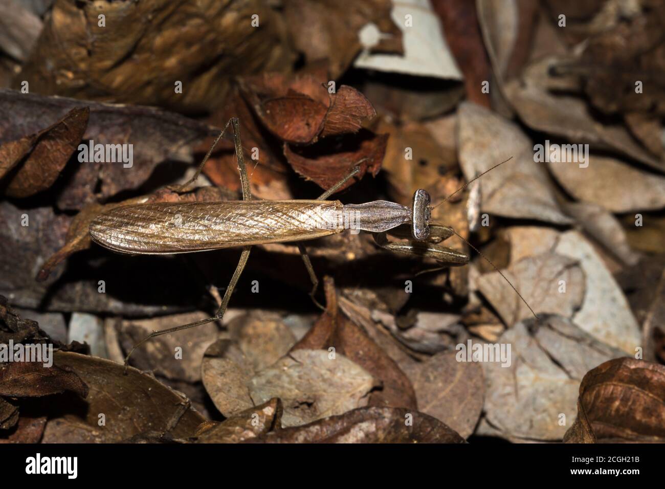 Mimic thorns hi-res stock photography and images - Alamy