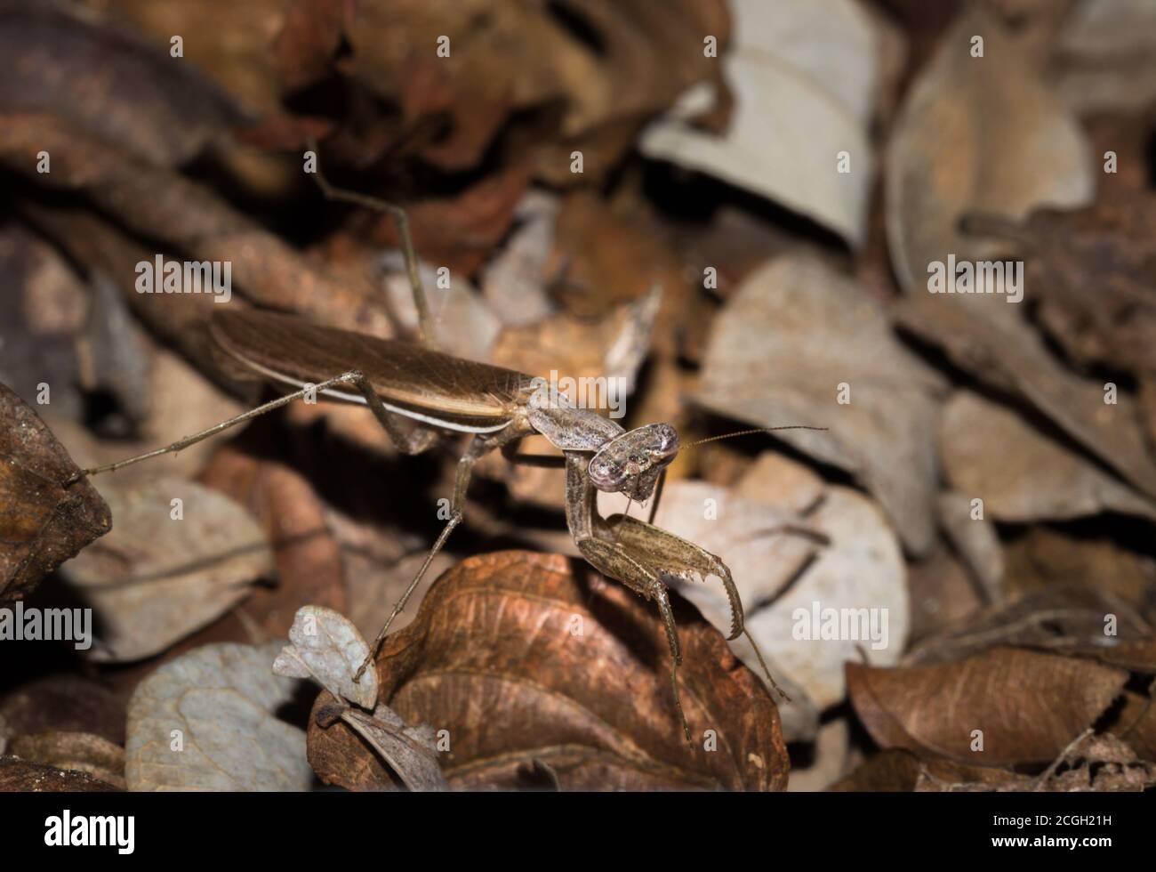 Brown and Grey Bark Mantis, South Africa Stock Photo - Alamy