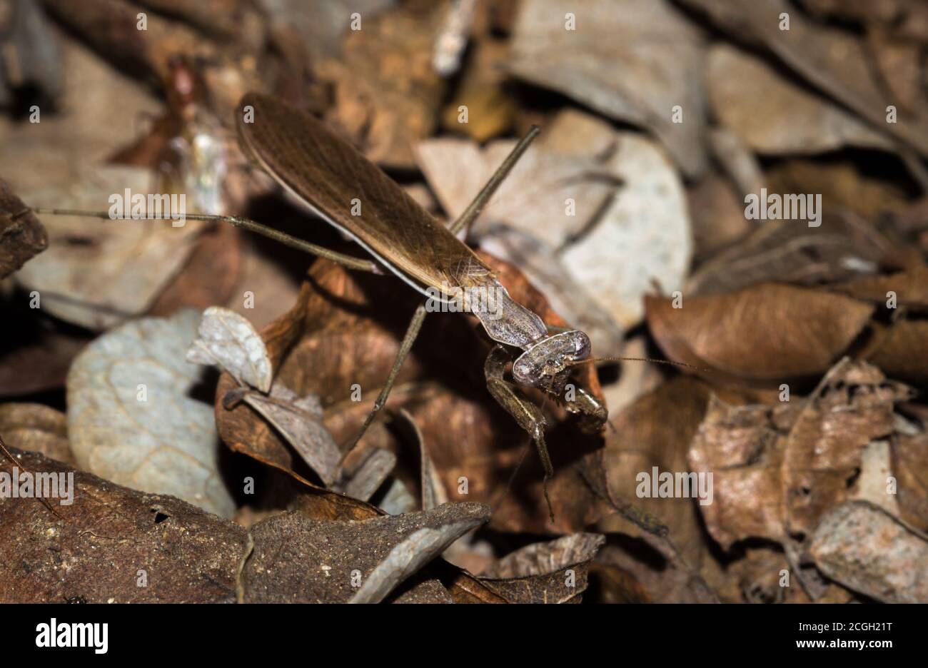 Brown and Grey Bark Mantis, South Africa Stock Photo - Alamy