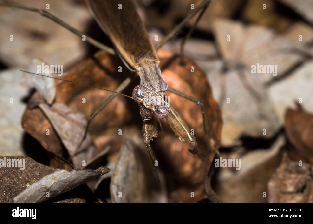 Brown and Grey Bark Mantis, South Africa Stock Photo - Alamy