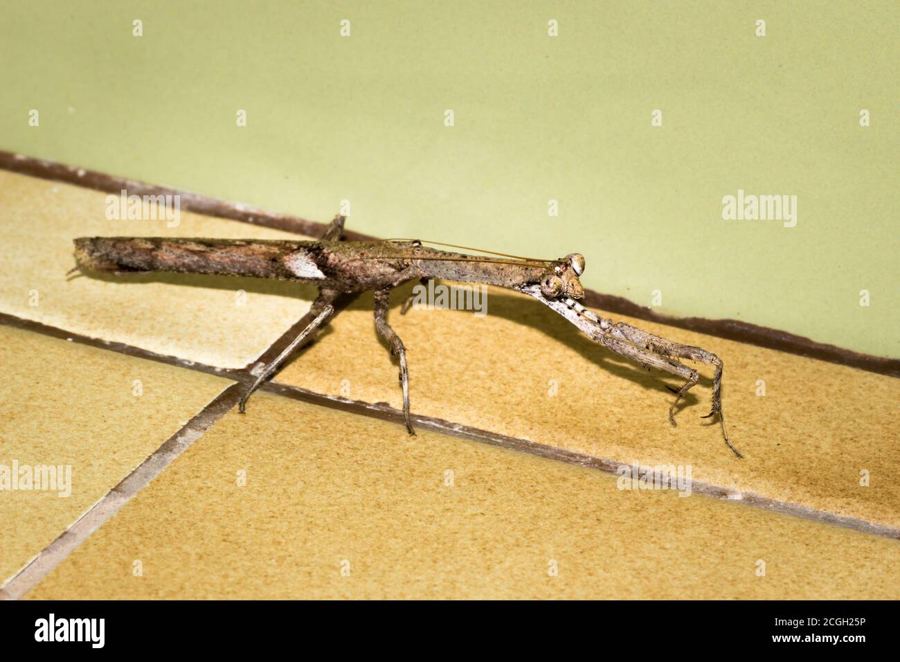 Brown and Grey Bark Mantis, South Africa Stock Photo - Alamy