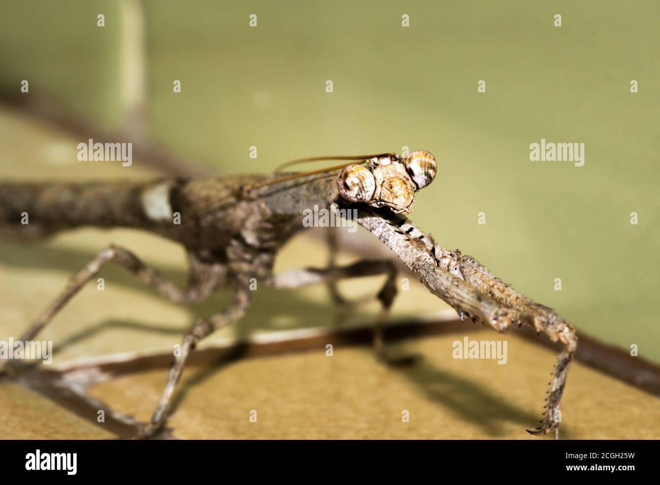 Brown and Grey Bark Mantis, South Africa Stock Photo - Alamy
