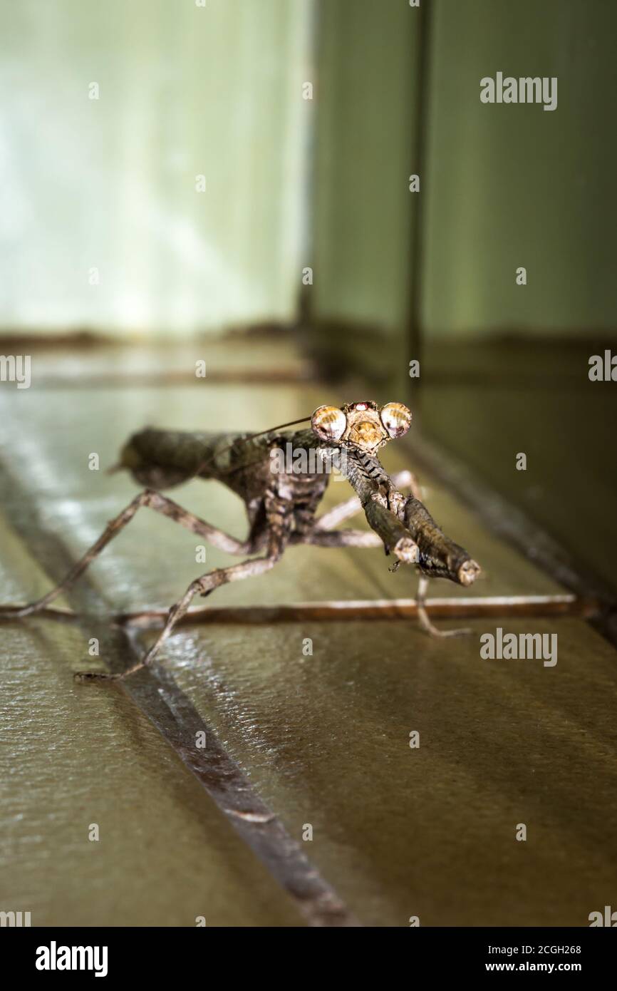Brown and Grey Bark Mantis, South Africa Stock Photo - Alamy