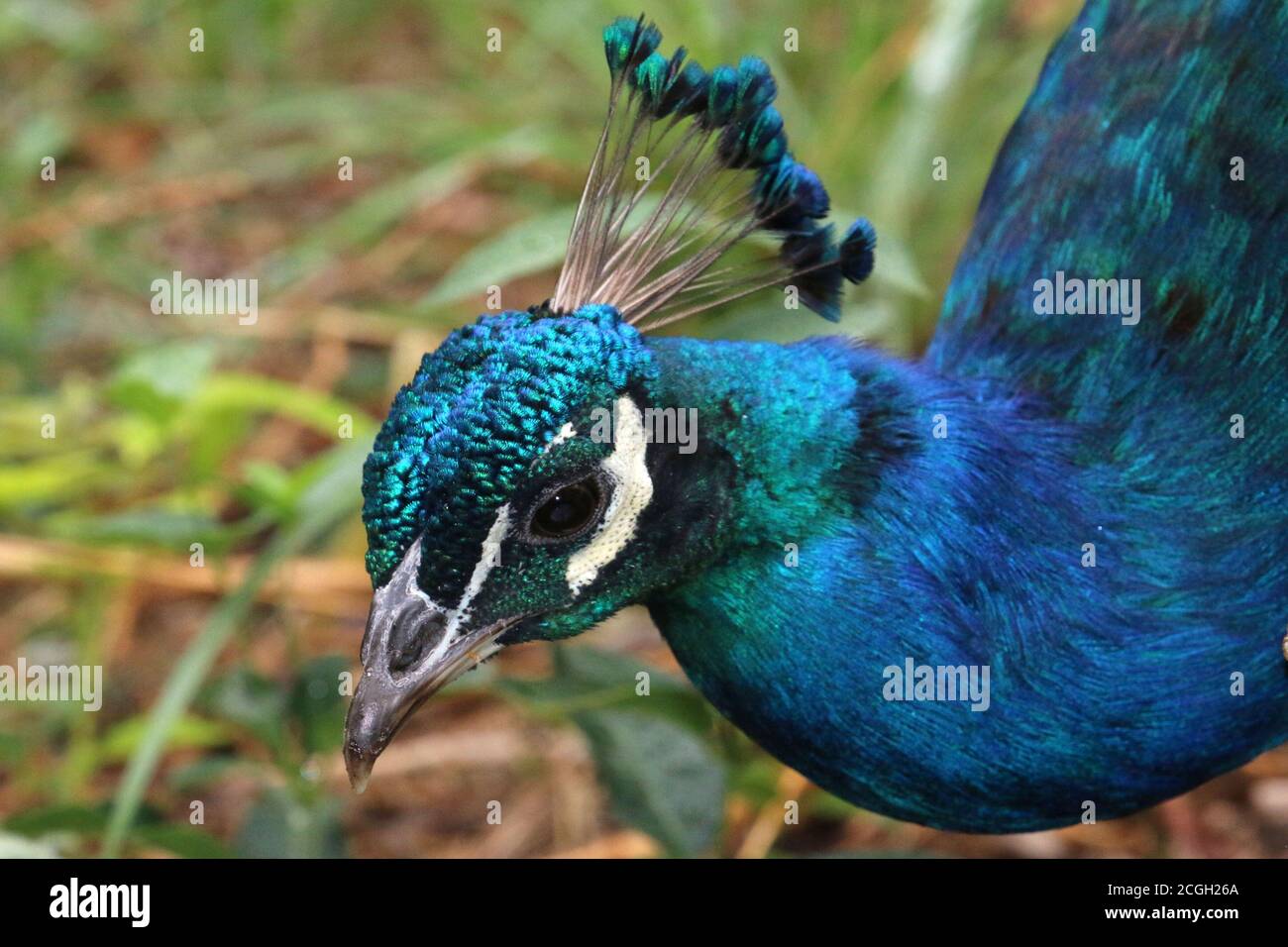 Folded peacock tail hi-res stock photography and images - Alamy