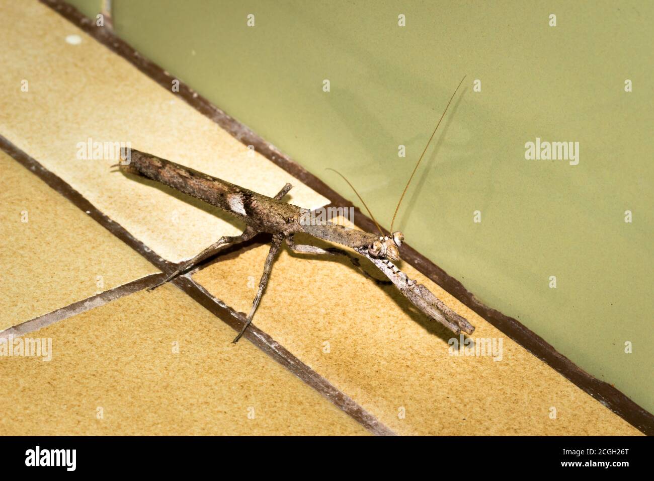 Brown and Grey Bark Mantis, South Africa Stock Photo - Alamy