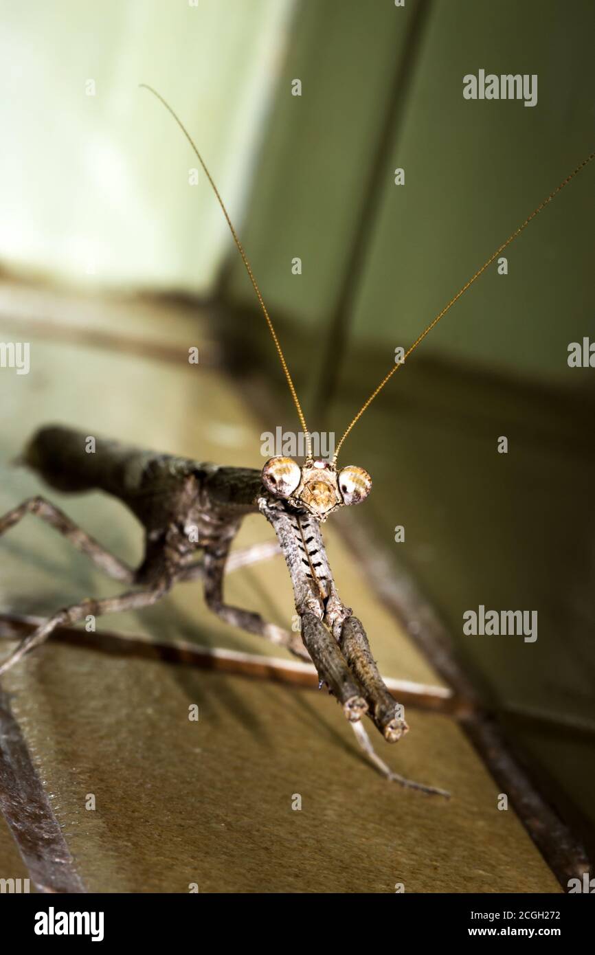 Brown and Grey Bark Mantis, South Africa Stock Photo - Alamy