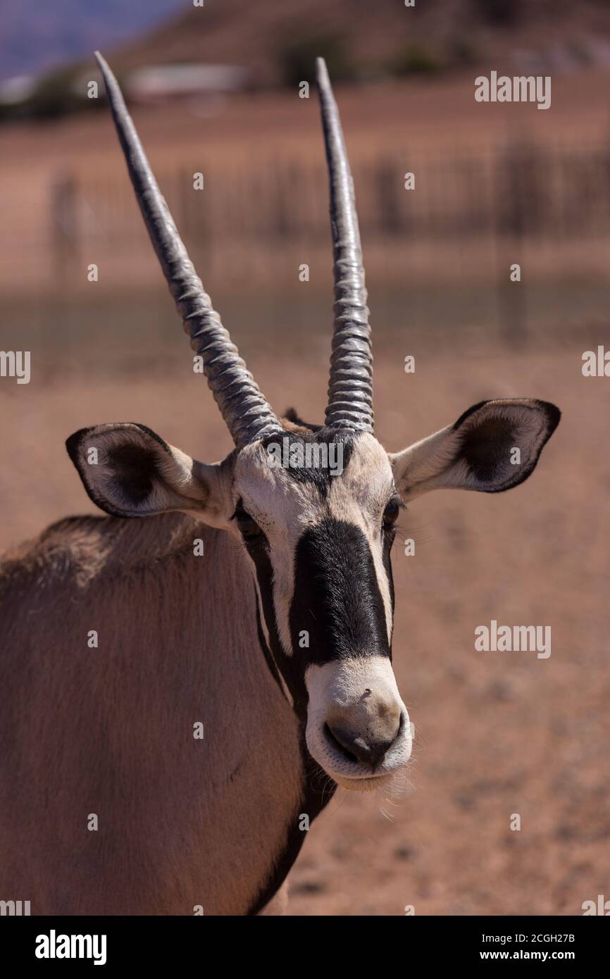 Oryx gemsbok on arid desert hi-res stock photography and images - Alamy
