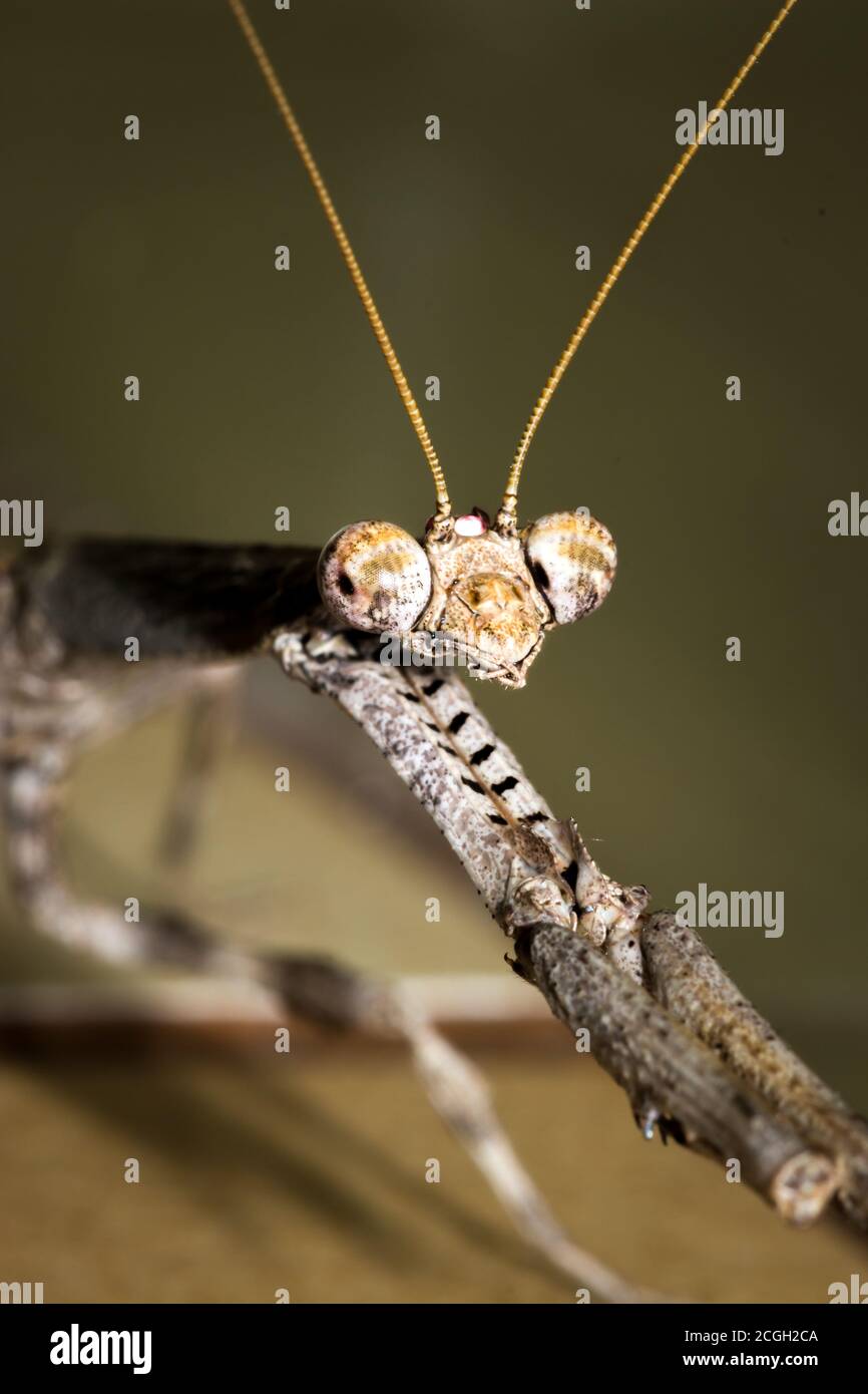 Brown and Grey Bark Mantis, South Africa Stock Photo - Alamy