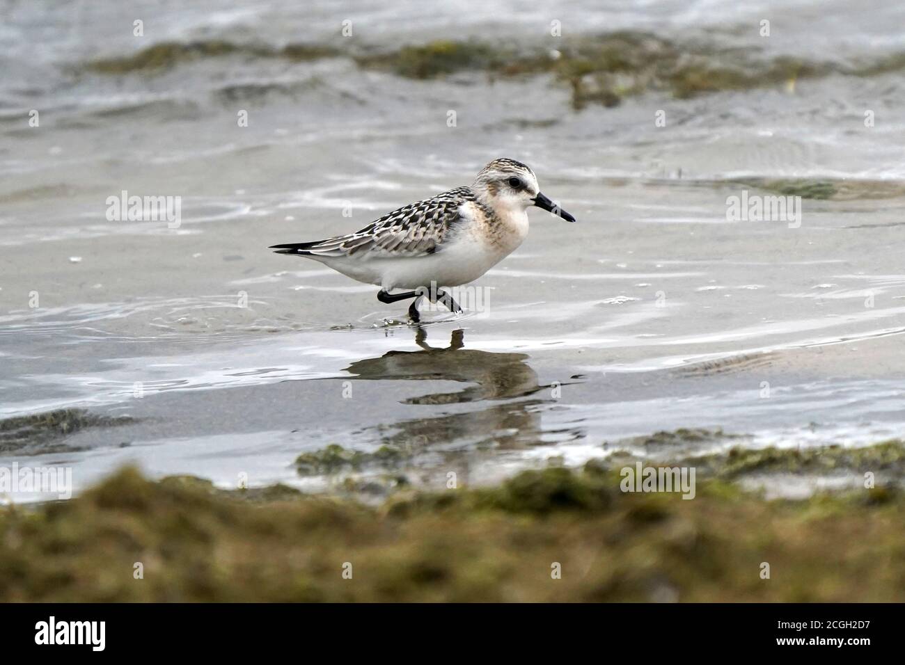 Sanderlings at shoreline feeding Stock Photo - Alamy