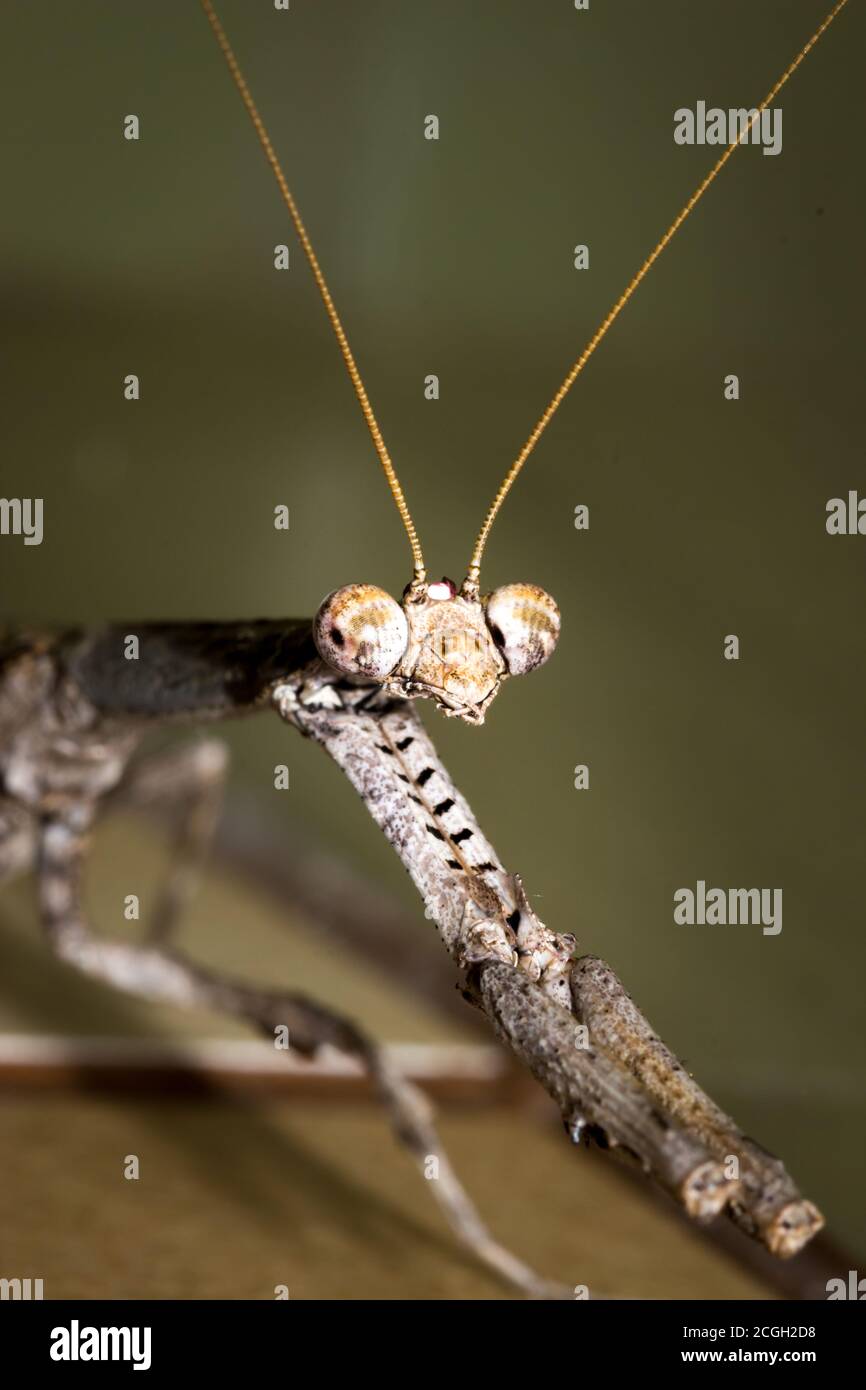 Brown and Grey Bark Mantis, South Africa Stock Photo - Alamy