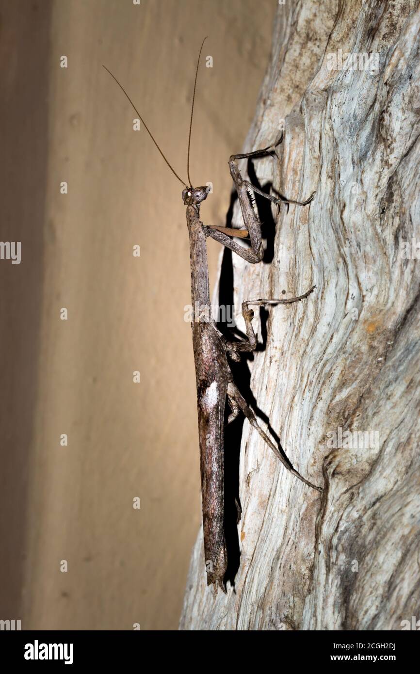 Brown and Grey Bark Mantis, South Africa Stock Photo - Alamy