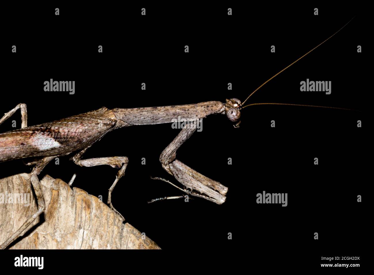 Brown and Grey Bark Mantis, South Africa Stock Photo - Alamy