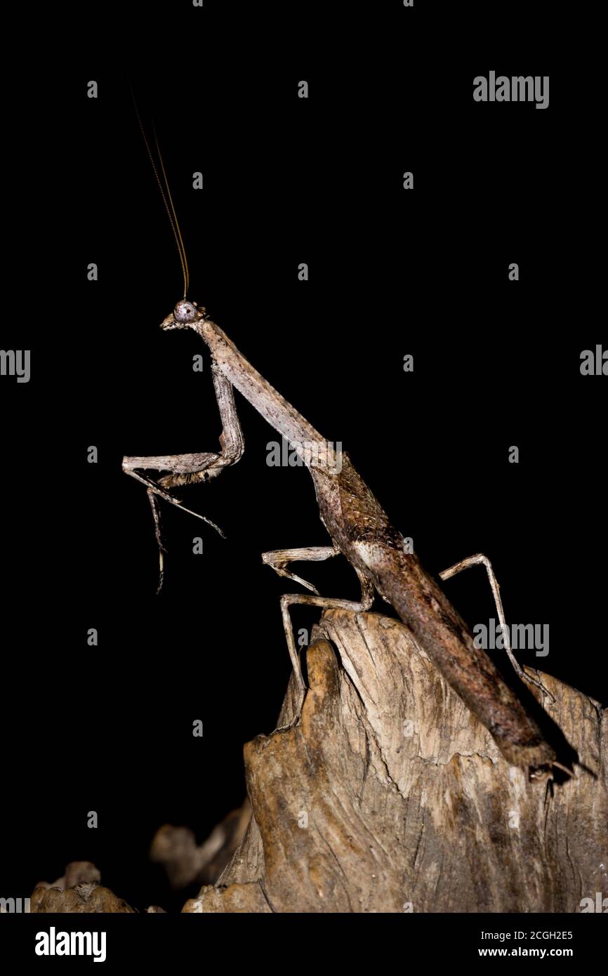 Brown and Grey Bark Mantis, South Africa Stock Photo - Alamy