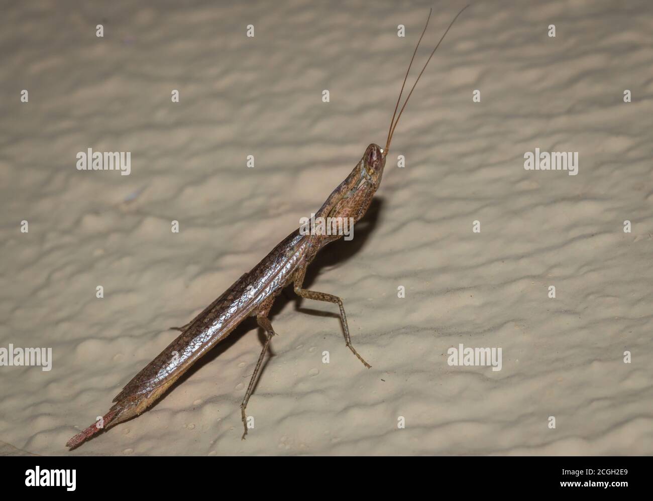 Brown and Grey Bark Mantis, South Africa Stock Photo - Alamy