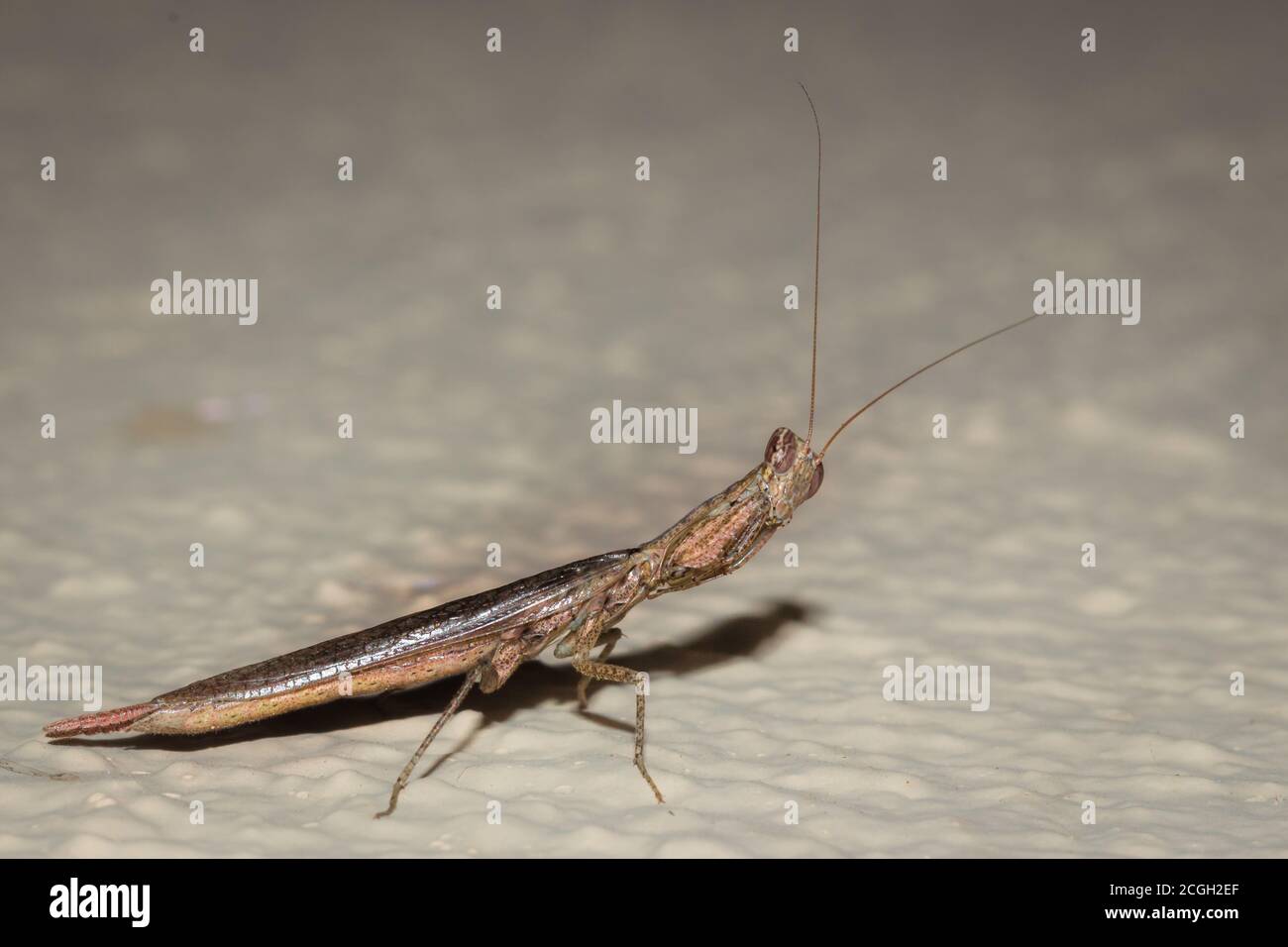Brown and Grey Bark Mantis, South Africa Stock Photo - Alamy