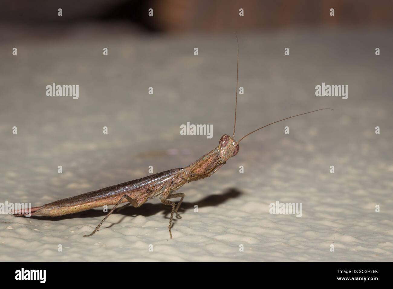 Brown and Grey Bark Mantis, South Africa Stock Photo - Alamy
