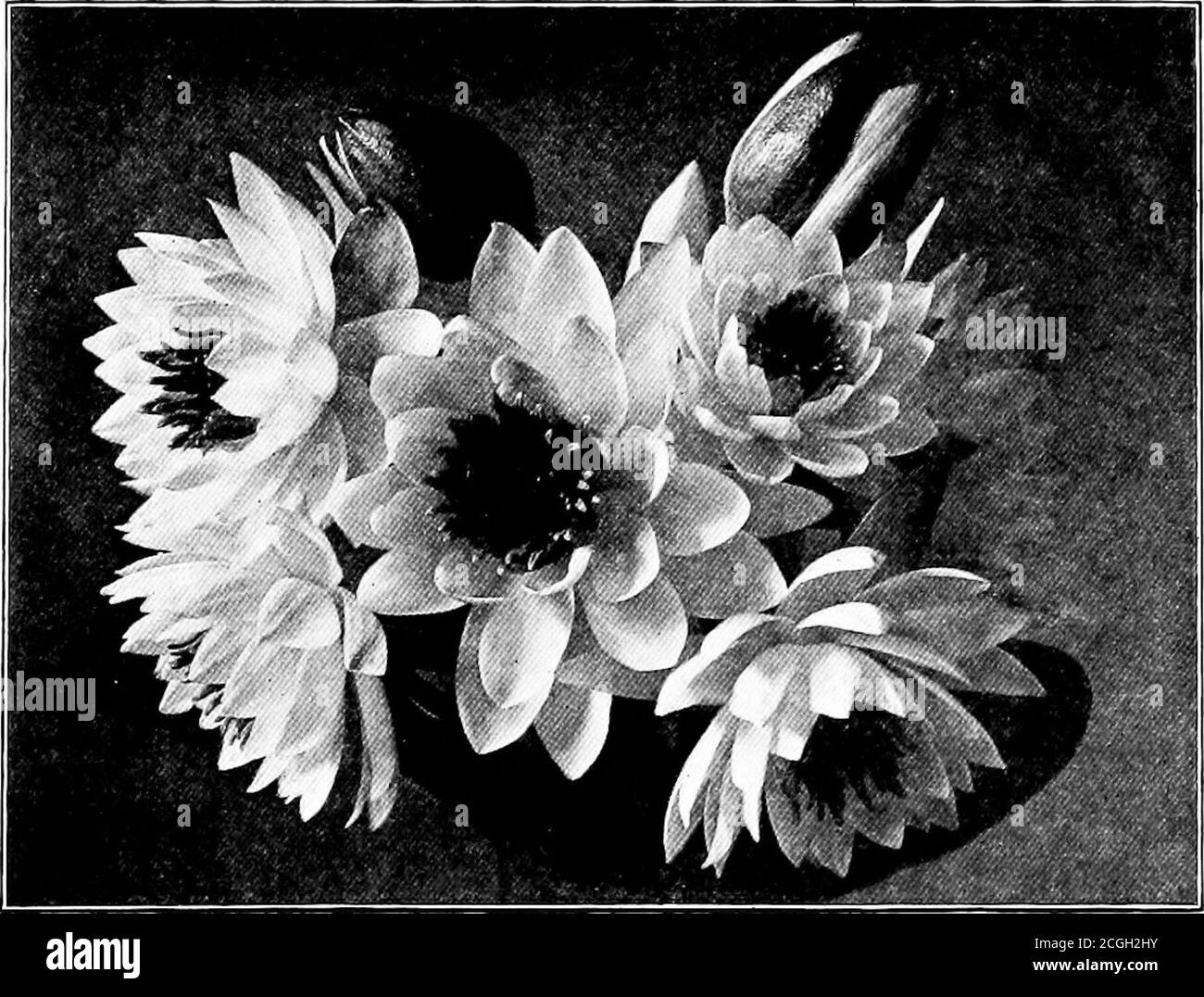 Virtuous flower Black and White Stock Photos & Images - Alamy