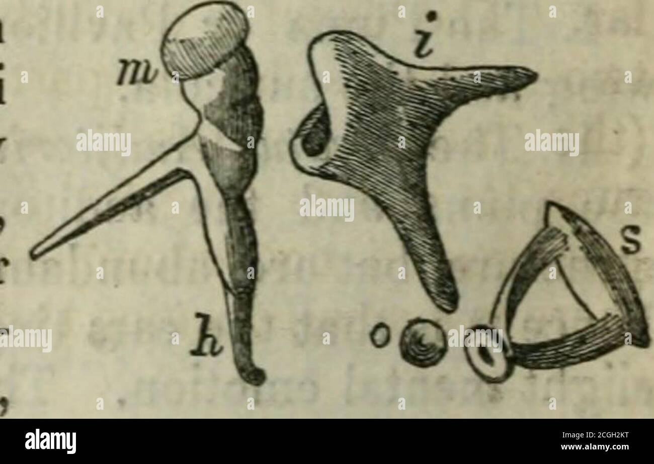 Normal ear drum hi-res stock photography and images - Alamy