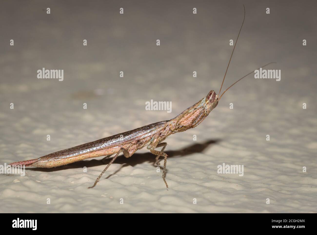 Brown and Grey Bark Mantis, South Africa Stock Photo - Alamy