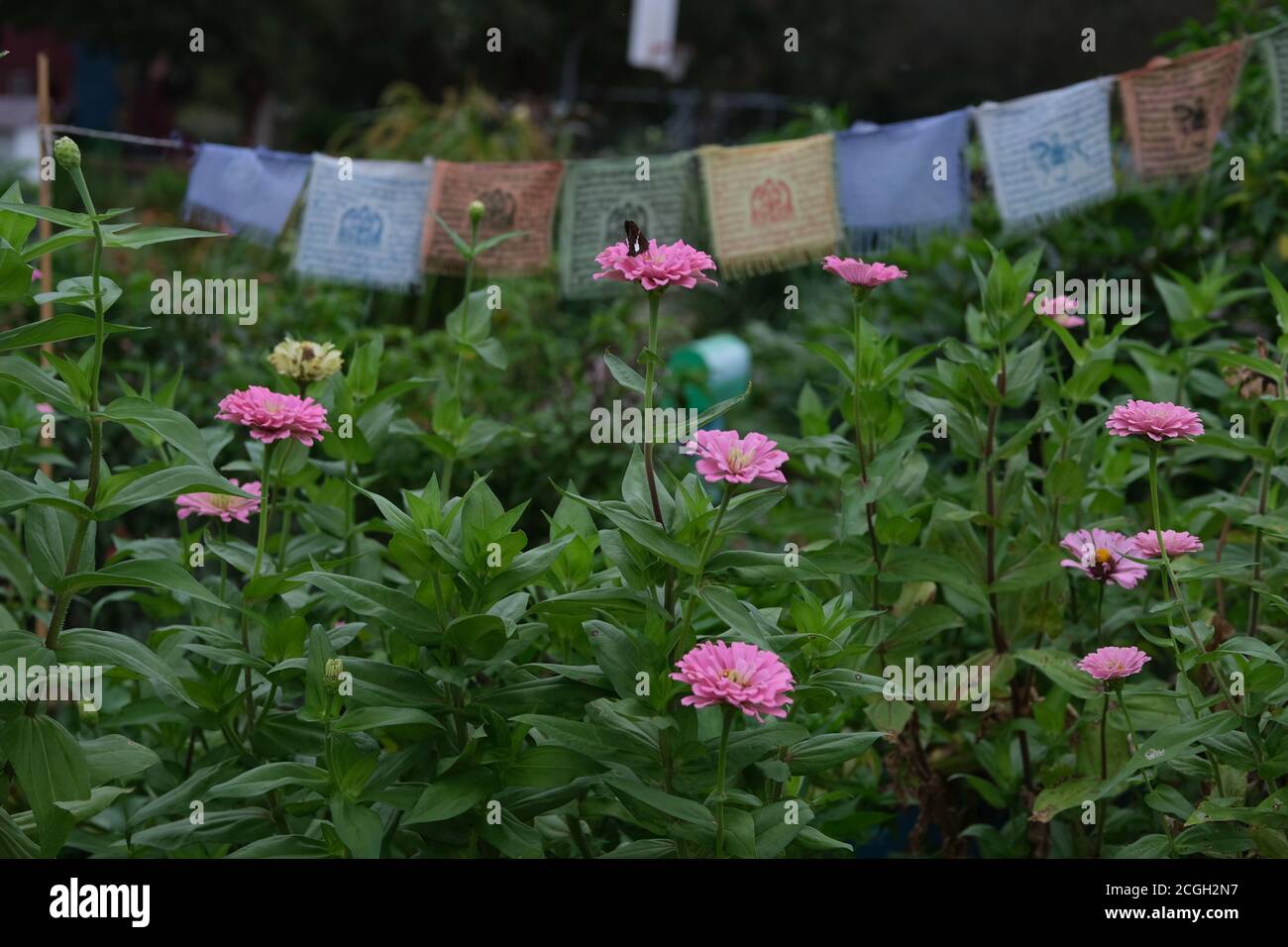 Urban Rain Gardens Are Very Popular (There Are 4 in My Immediate Area ...