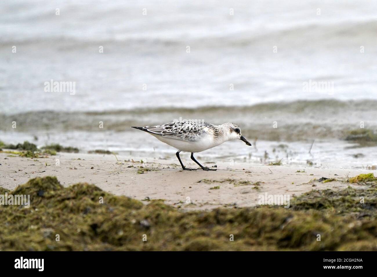 Sanderling feet hi-res stock photography and images - Alamy