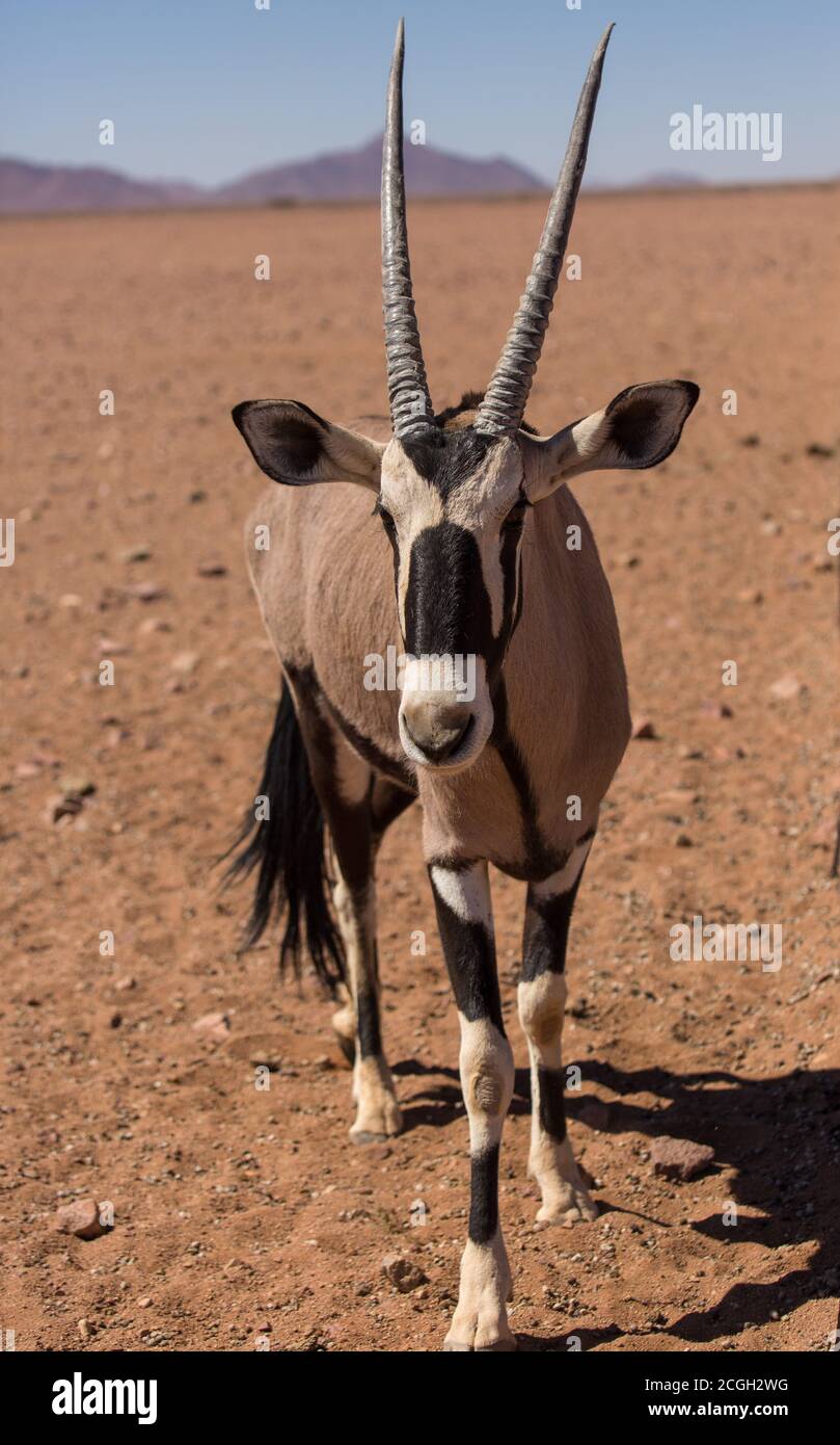 Curious gemsbok, also kinown as Oryx, with beautiful vertical horns and ...