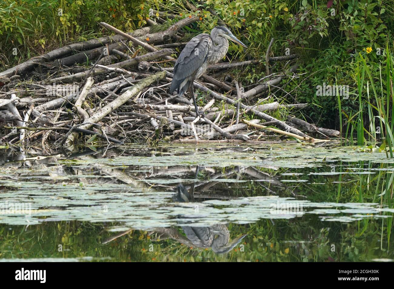 Great Blue Herons in marsh Stock Photo - Alamy
