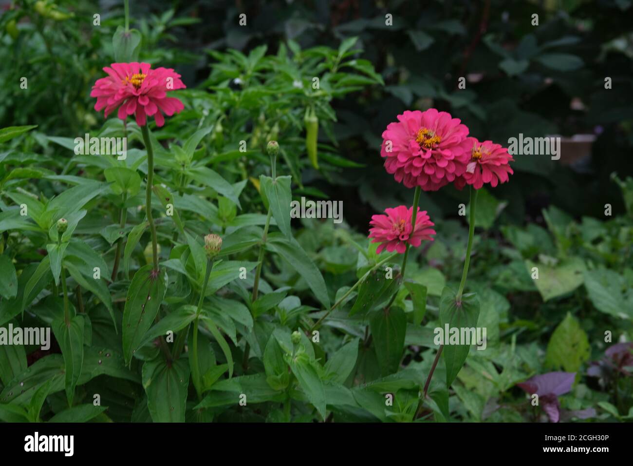 Urban Rain Gardens Are Very Popular (There Are 4 in My Immediate Area ...