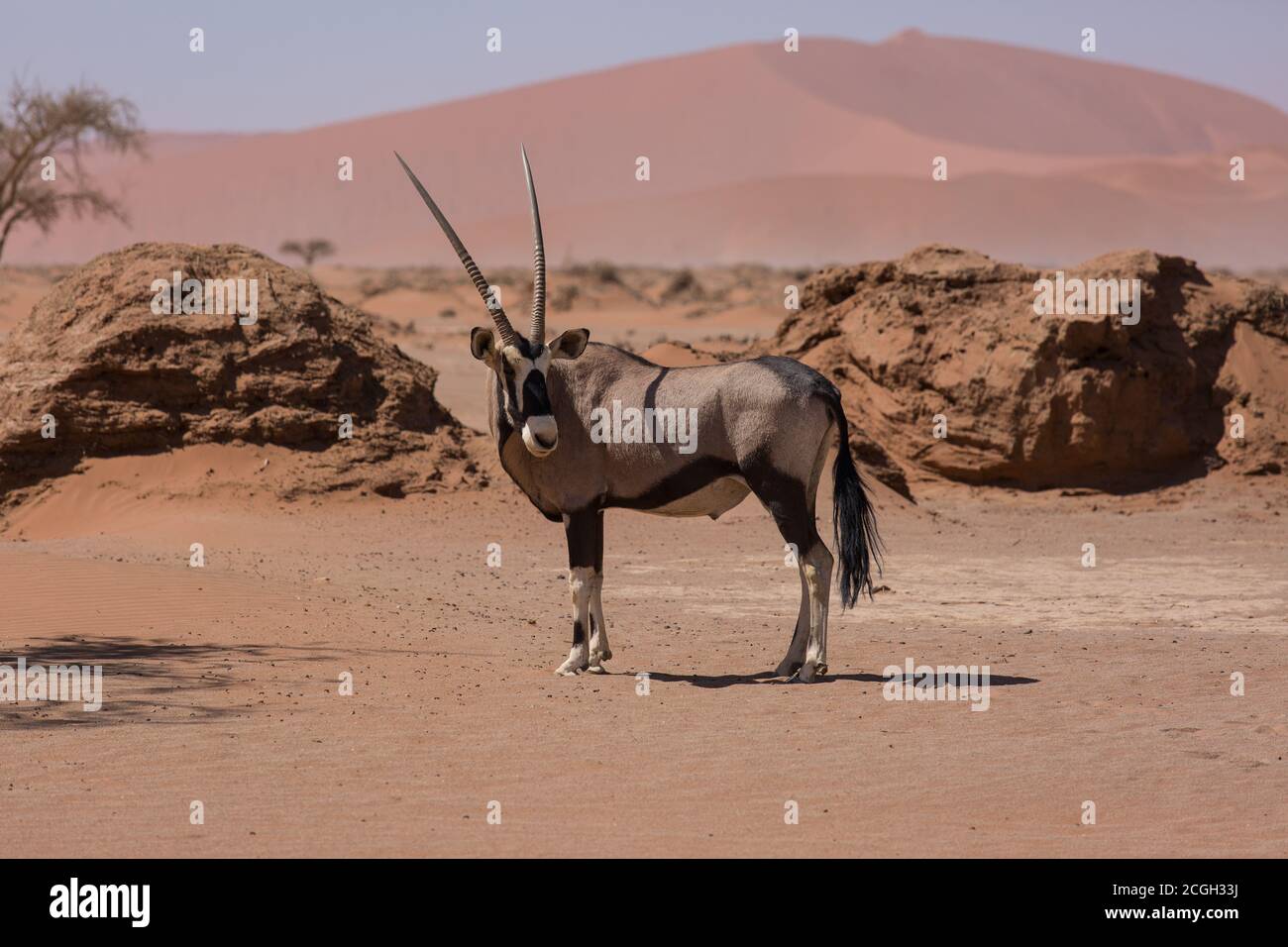 Curious gemsbok, also kinown as Oryx, with beautiful vertical horns and ...