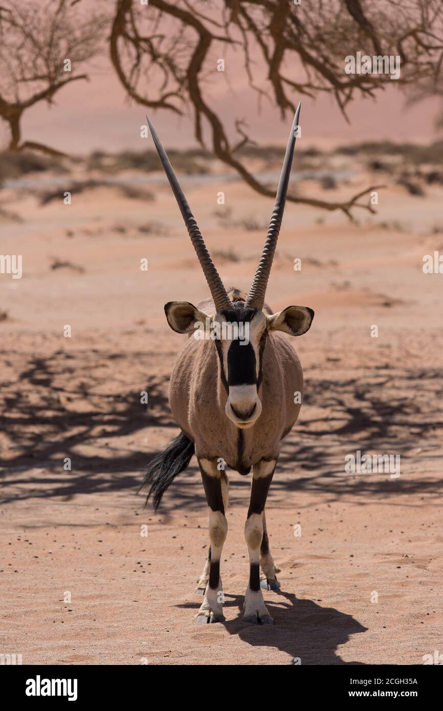Curious gemsbok, also kinown as Oryx, with beautiful vertical horns and ...