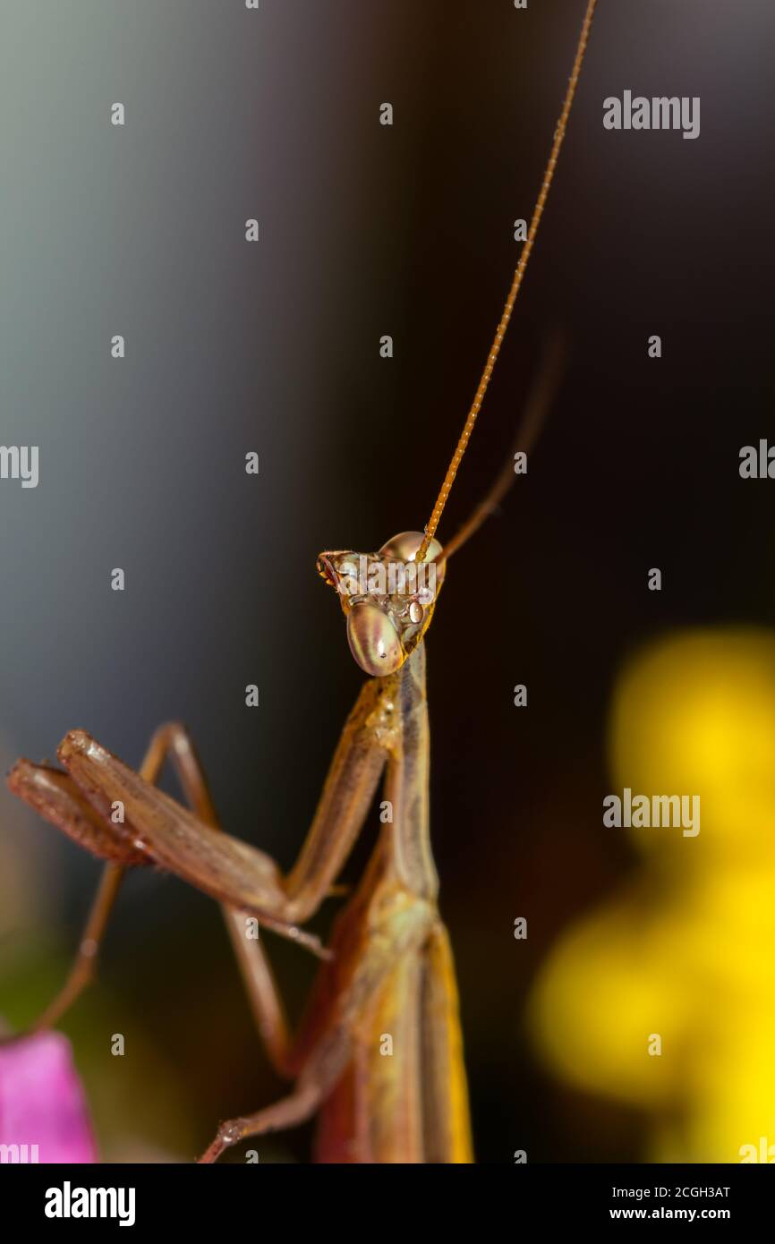 Grass like mantis hi-res stock photography and images - Alamy