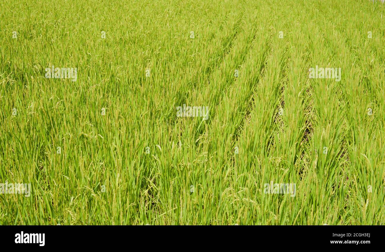 Detail of a rice growing in the Japanese in the field Stock Photo - Alamy