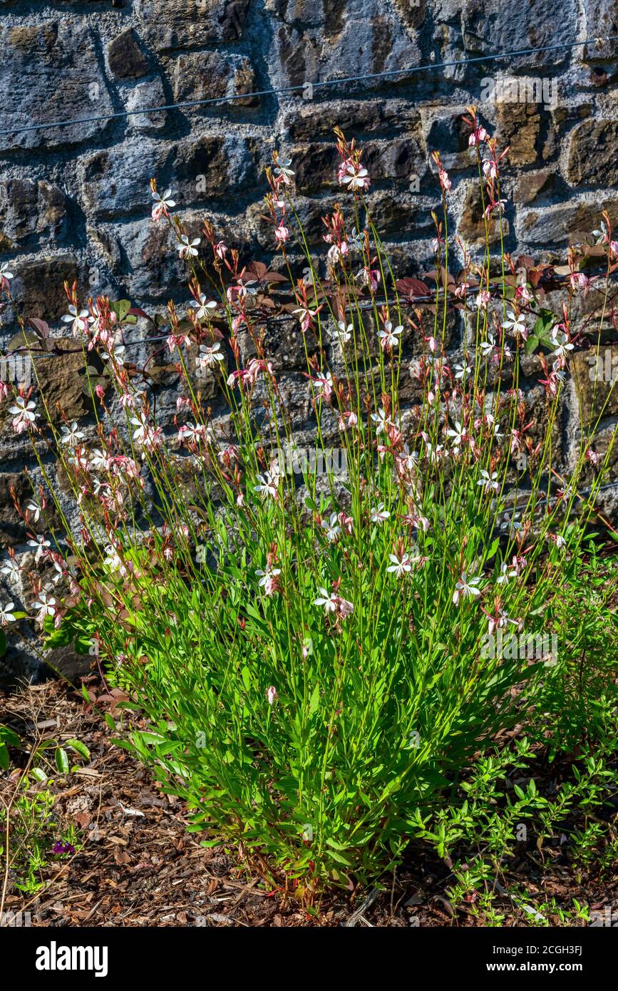 White gaura sparkle white hi-res stock photography and images - Alamy