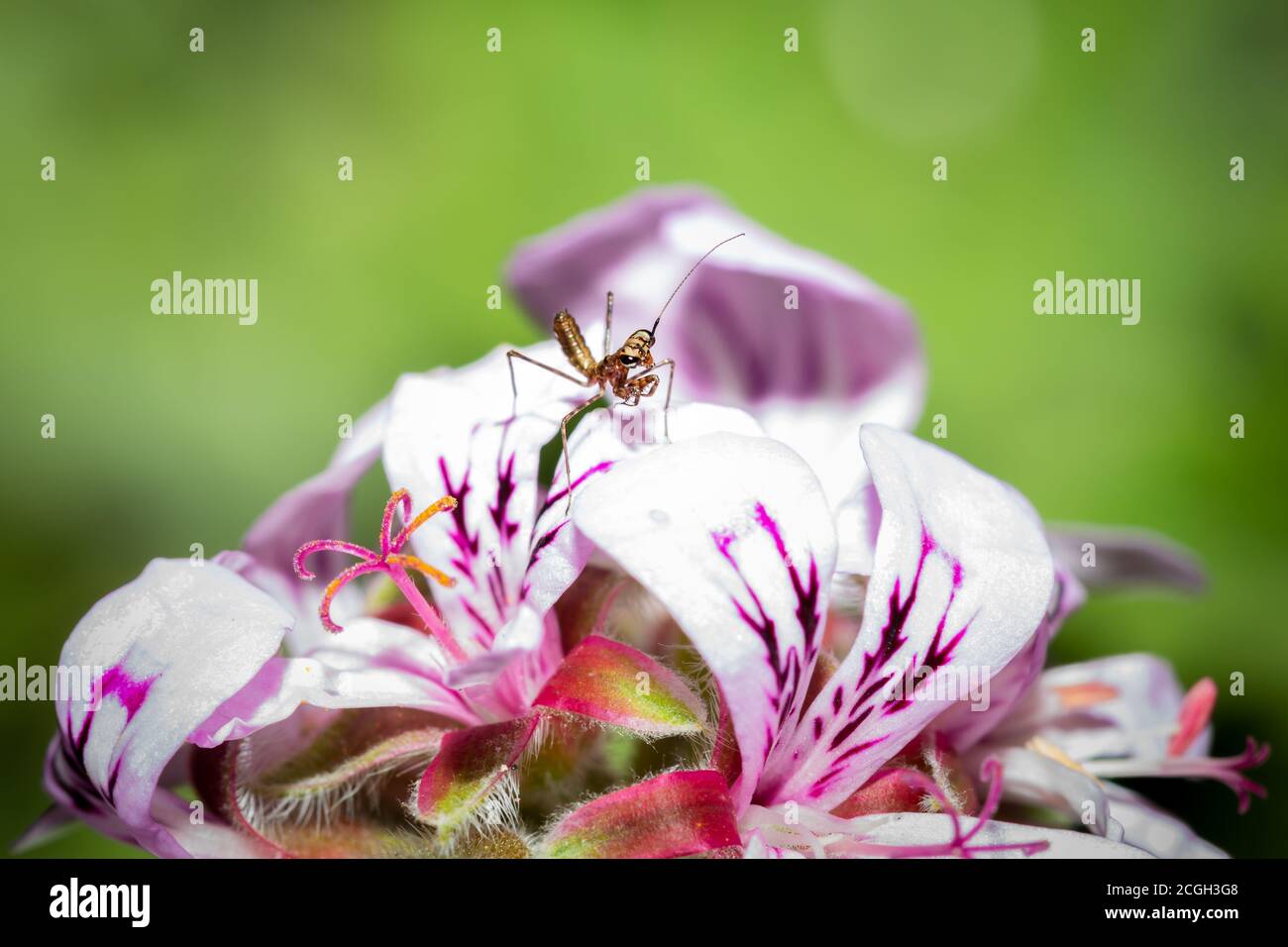 Tiny Brown Praying Mantis nymph sitting Hunting, Cape Town, South ...