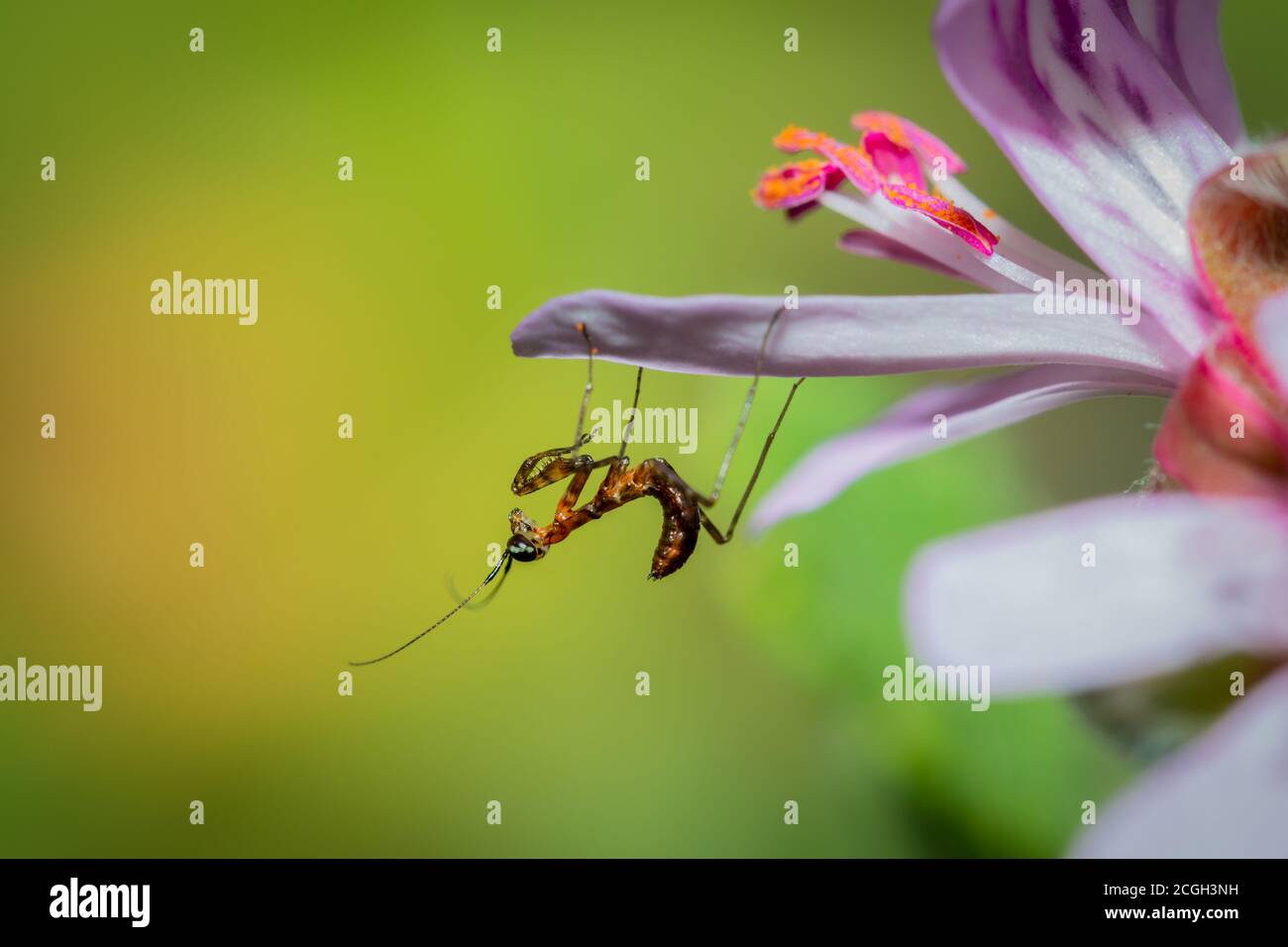Tiny Brown Praying Mantis nymph sitting Hunting, Cape Town, South ...