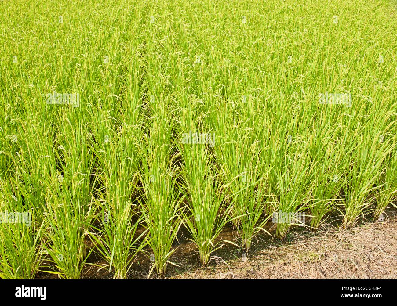 Growing rice seeds hi-res stock photography and images - Alamy