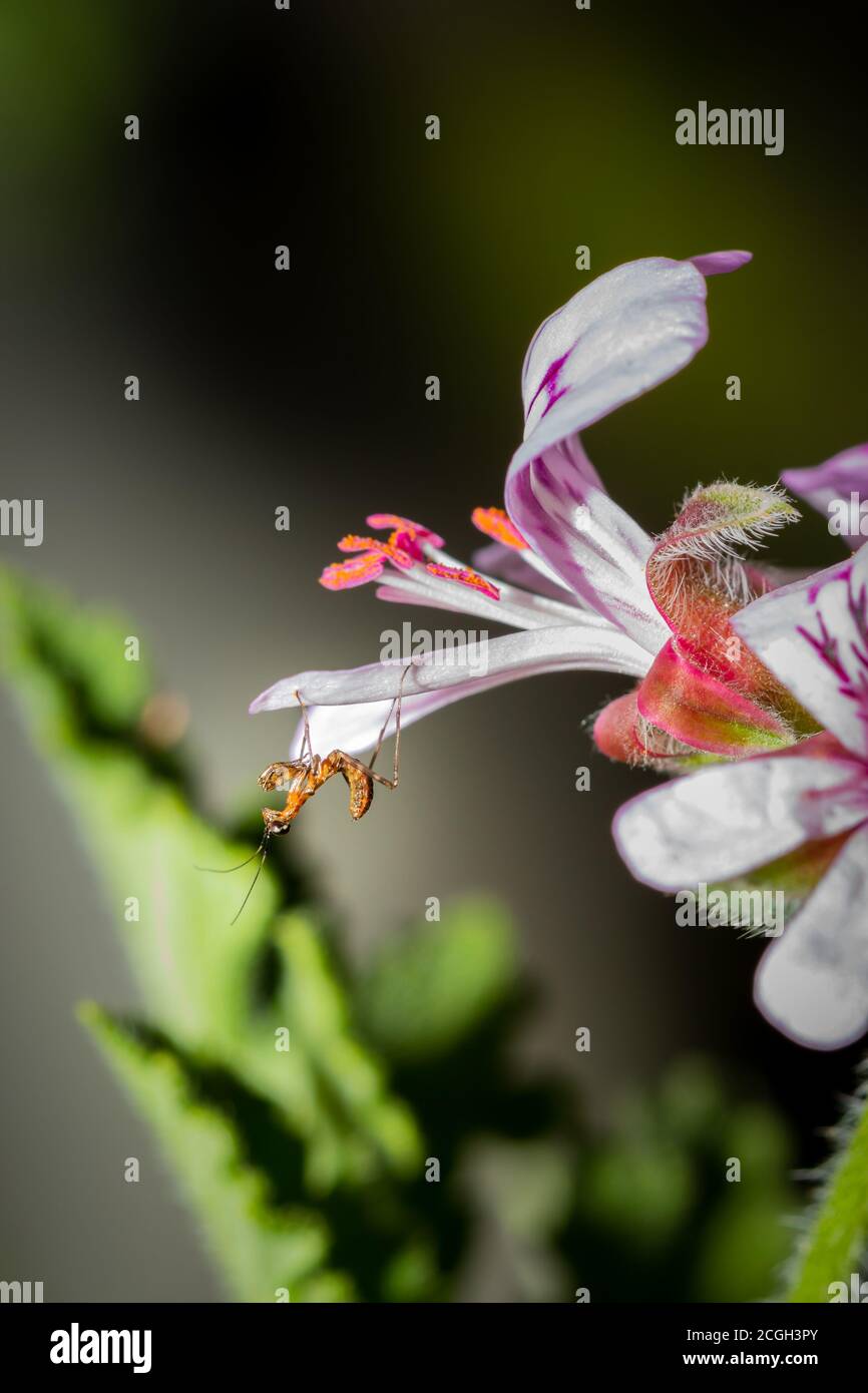 Tiny Brown Praying Mantis nymph sitting Hunting, Cape Town, South ...