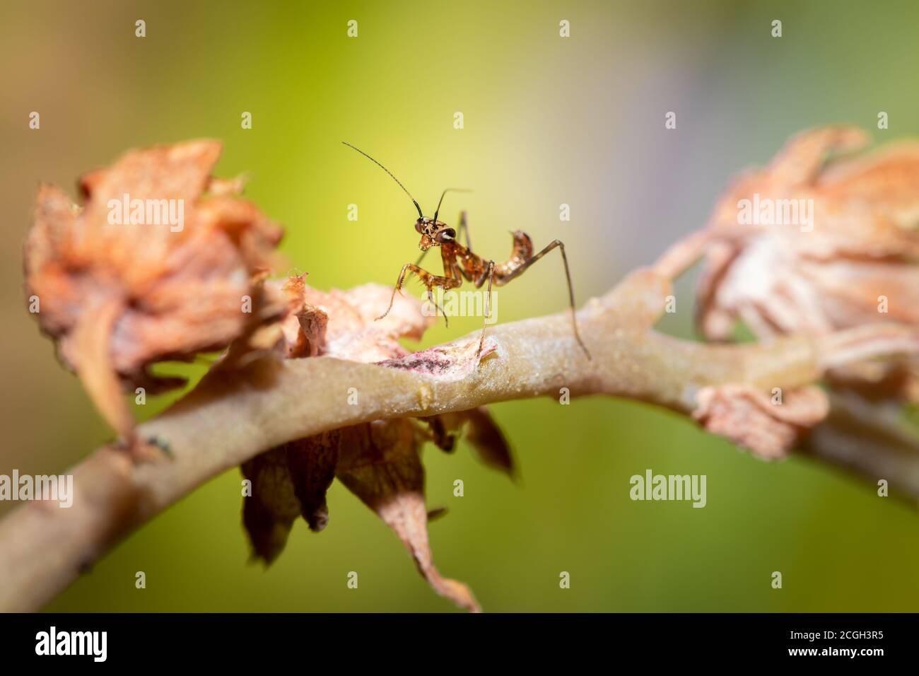Tiny Brown Praying Mantis nymph sitting Hunting, Cape Town, South ...