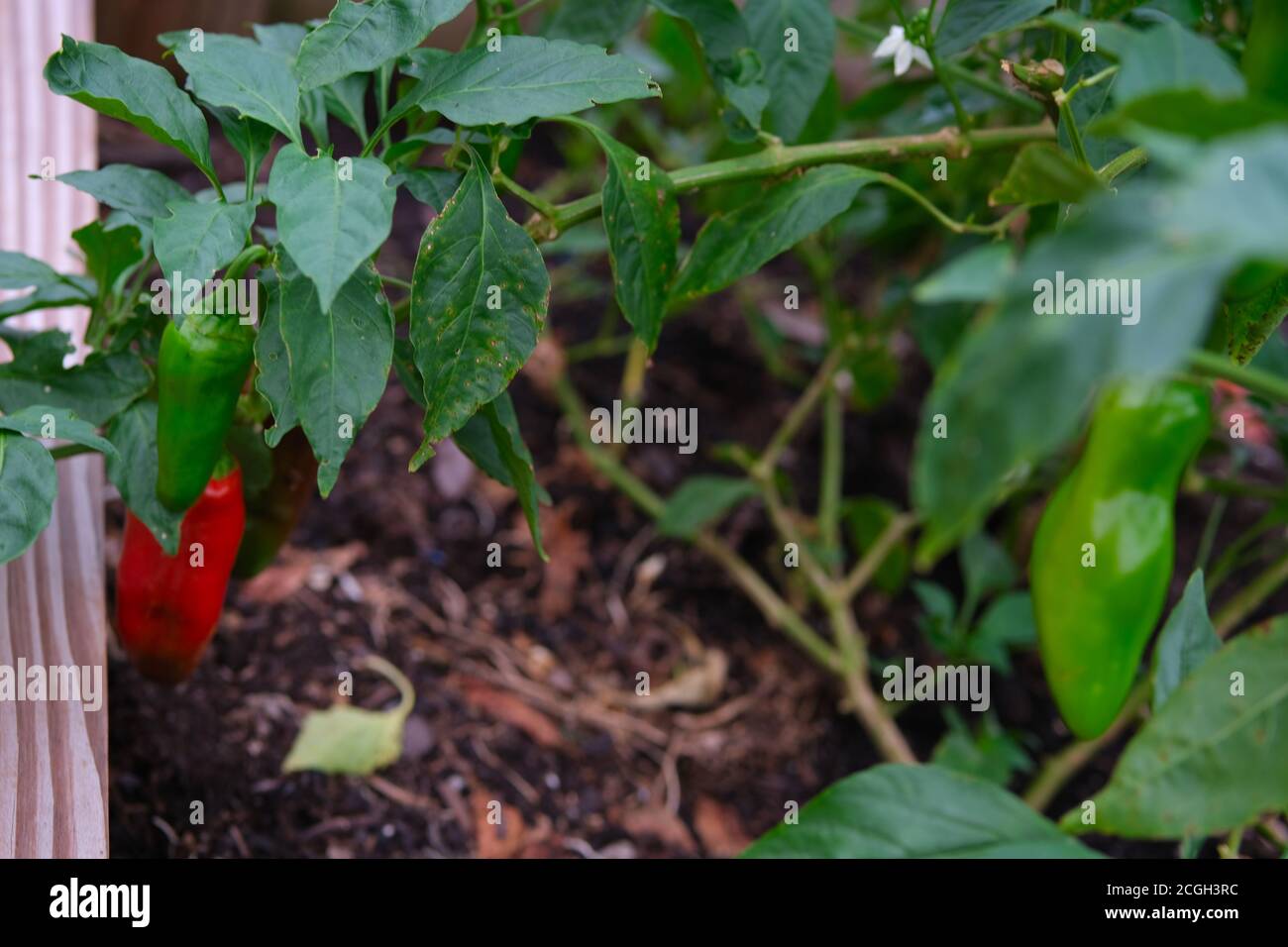 Urban Rain Gardens Are Very Popular (There Are 4 in My Immediate Area ...