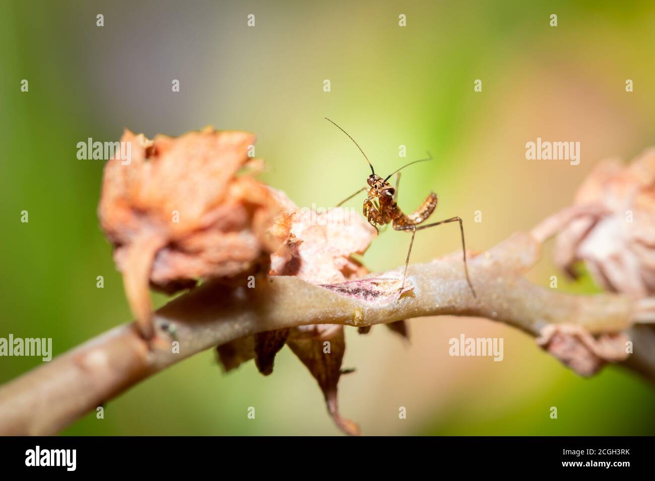 Tiny Brown Praying Mantis nymph sitting Hunting, Cape Town, South ...