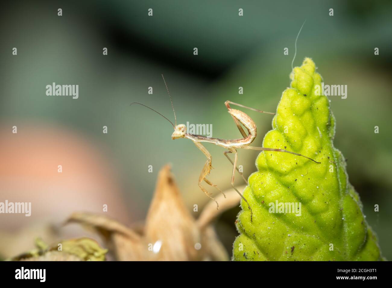 Tiny Brown Praying Mantis nymph sitting Hunting, Cape Town, South ...