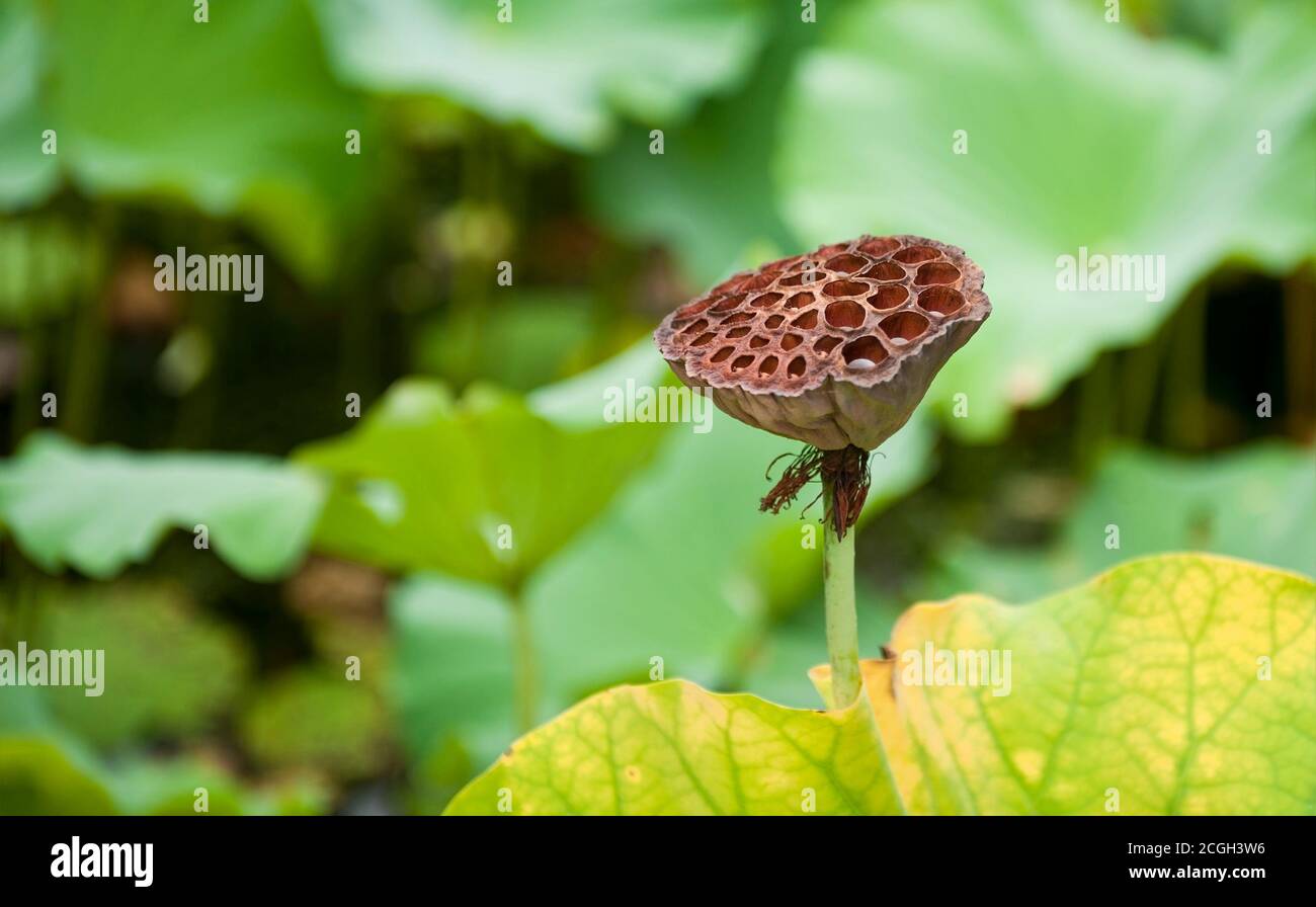 Nelumbo nucifera fruit hi-res stock photography and images - Alamy