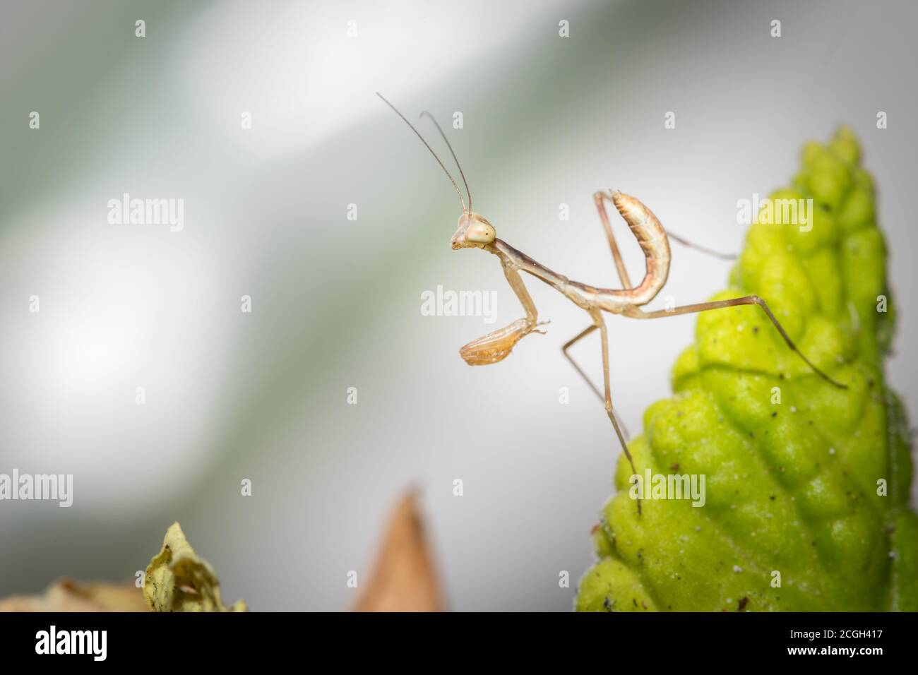 Tiny Brown Praying Mantis nymph sitting Hunting, Cape Town, South ...