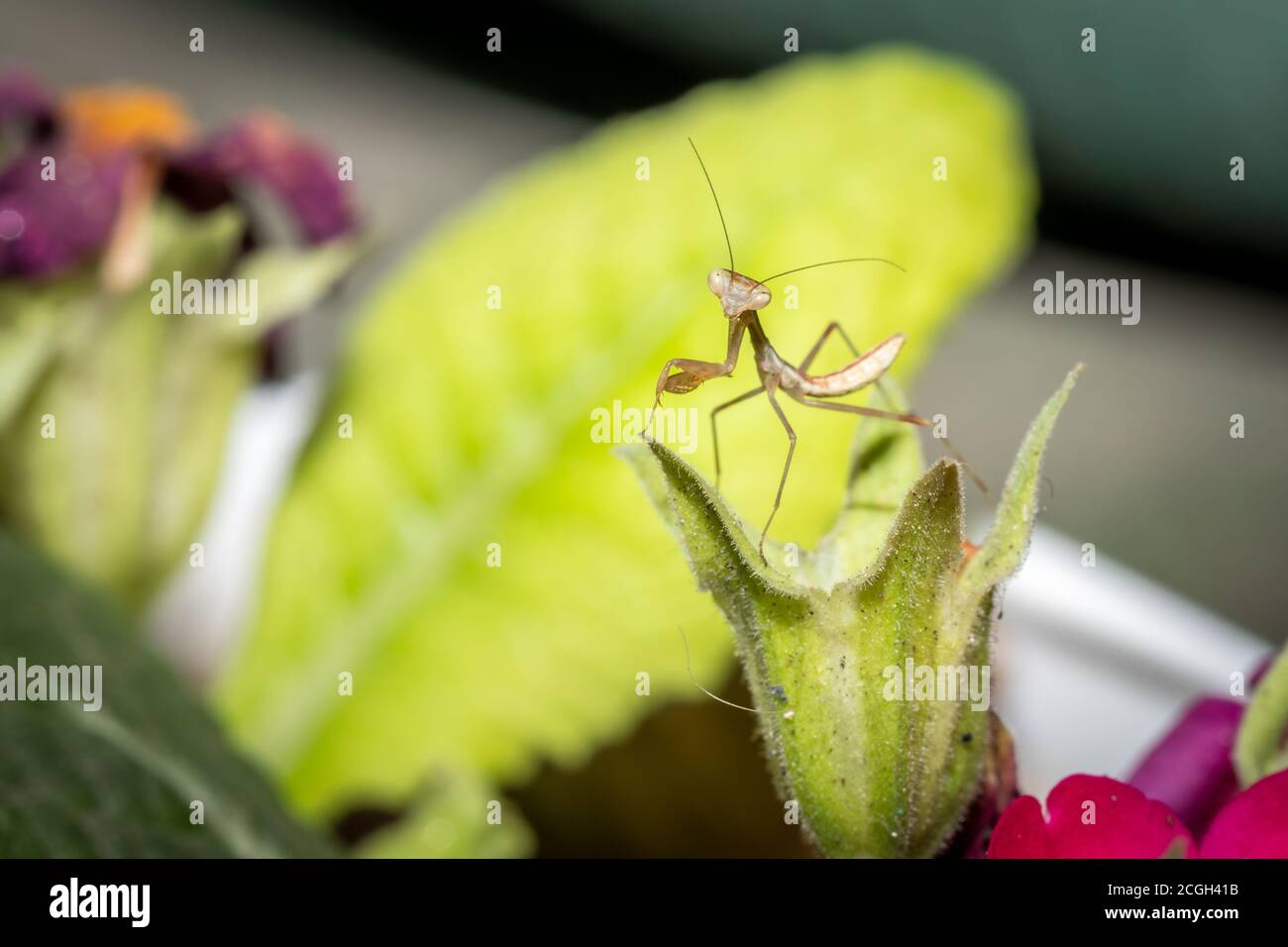 Tiny Brown Praying Mantis nymph sitting Hunting, Cape Town, South ...