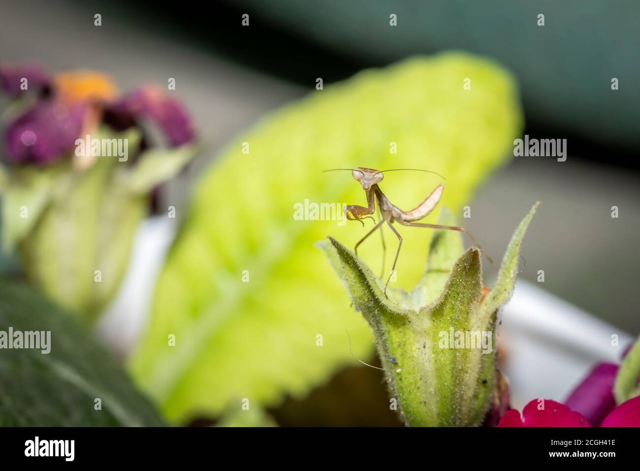 Tiny Brown Praying Mantis nymph sitting Hunting, Cape Town, South ...