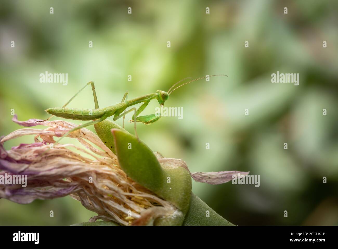 Tiny Brown Praying Mantis nymph sitting Hunting, Cape Town, South ...