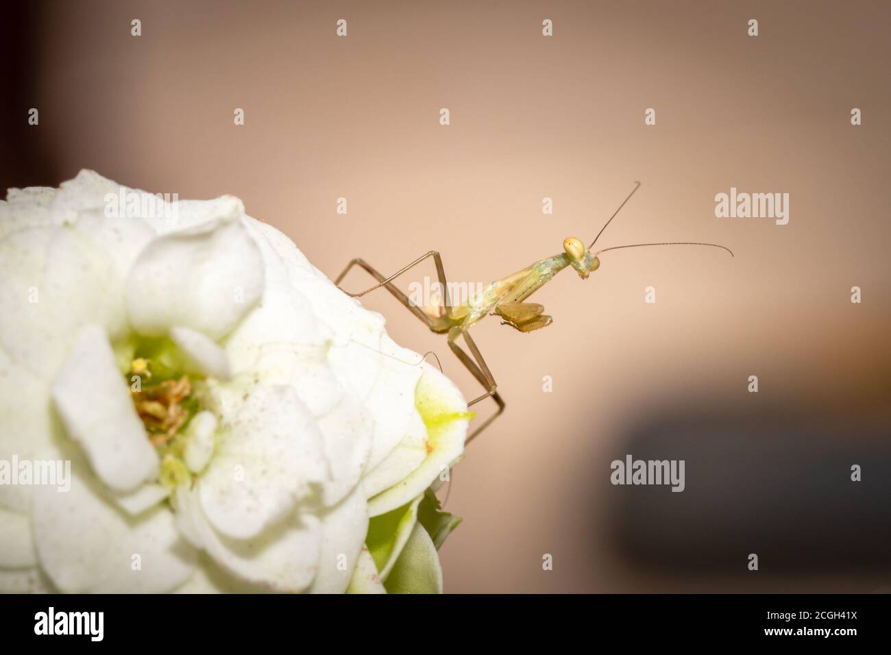 Tiny Brown Praying Mantis nymph sitting Hunting, Cape Town, South ...