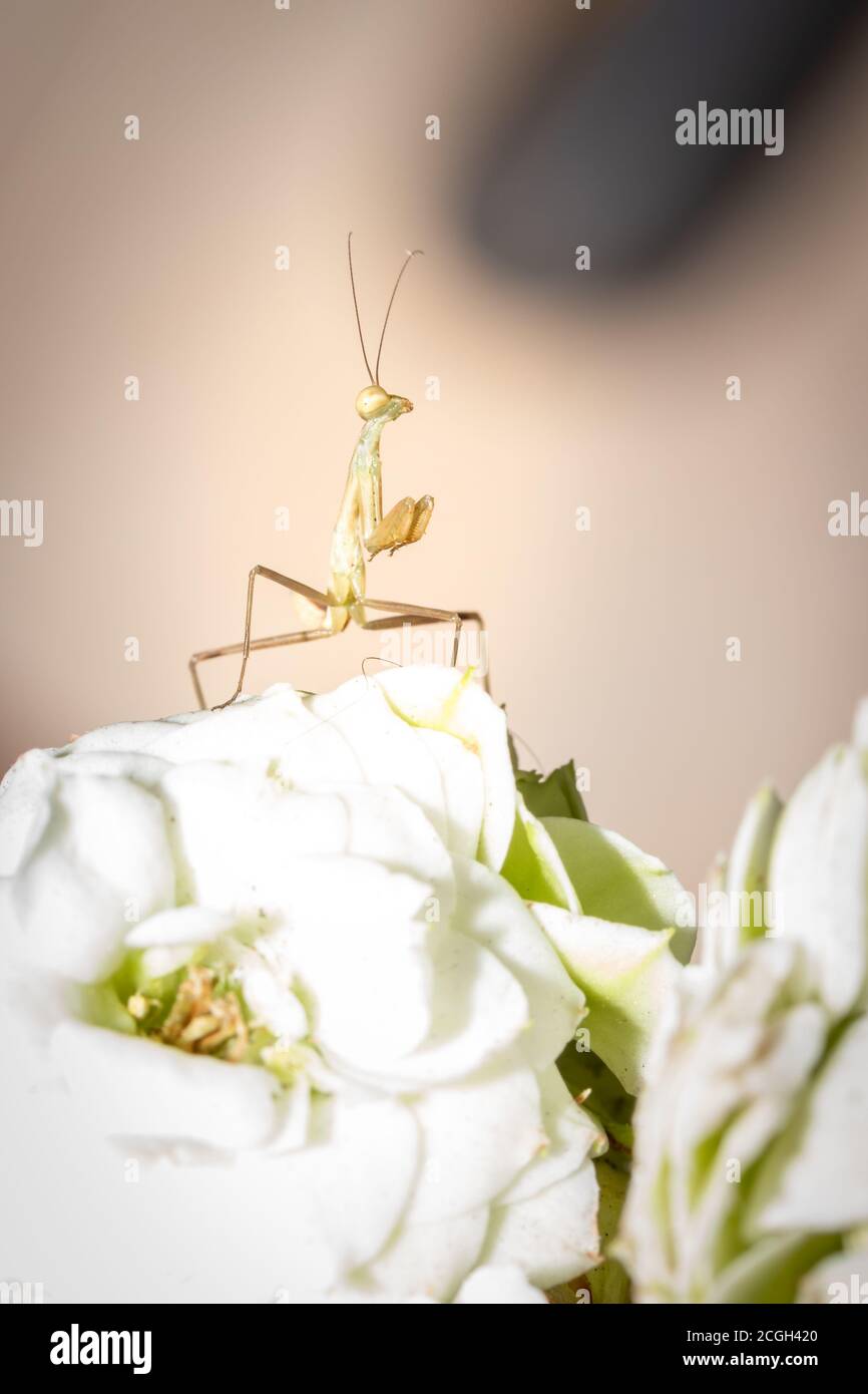Tiny Brown Praying Mantis nymph sitting Hunting, Cape Town, South ...